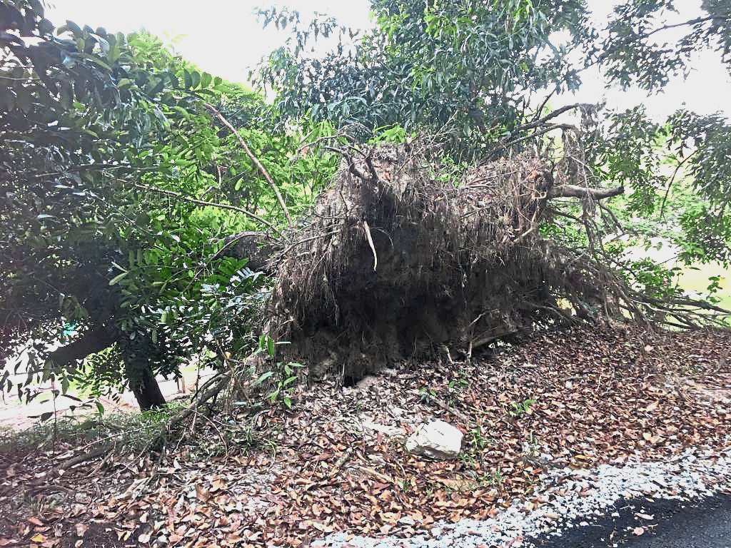 Tale of two parks in disrepair | The Star