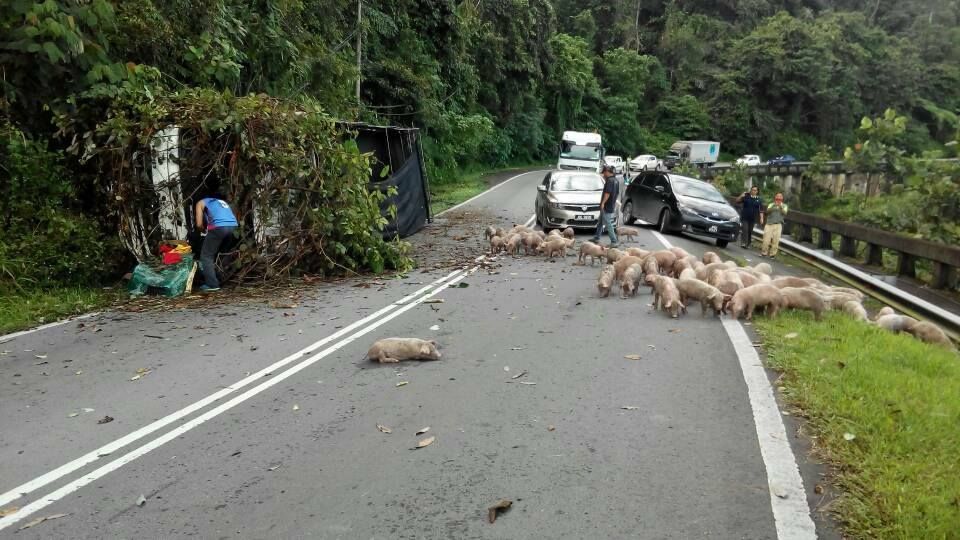 Internet abuzz with pig pictures | The Star Online