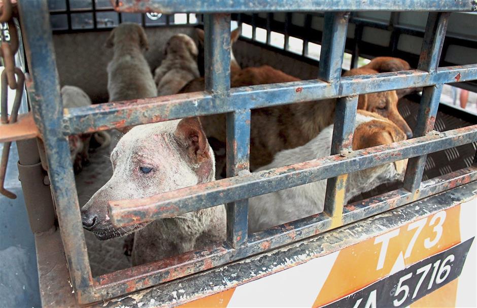 Good intentions lead to more problems with strays | The Star