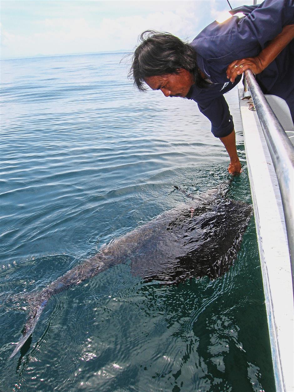 Sailfish season arrives early | The Star