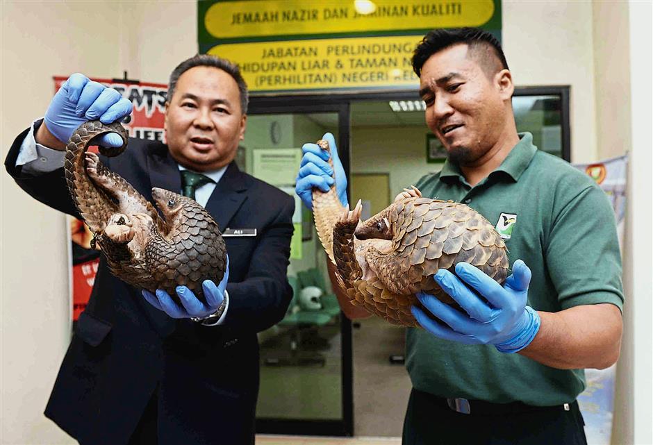 Higher demand for pangolin meat as cold spell hits China | The Star