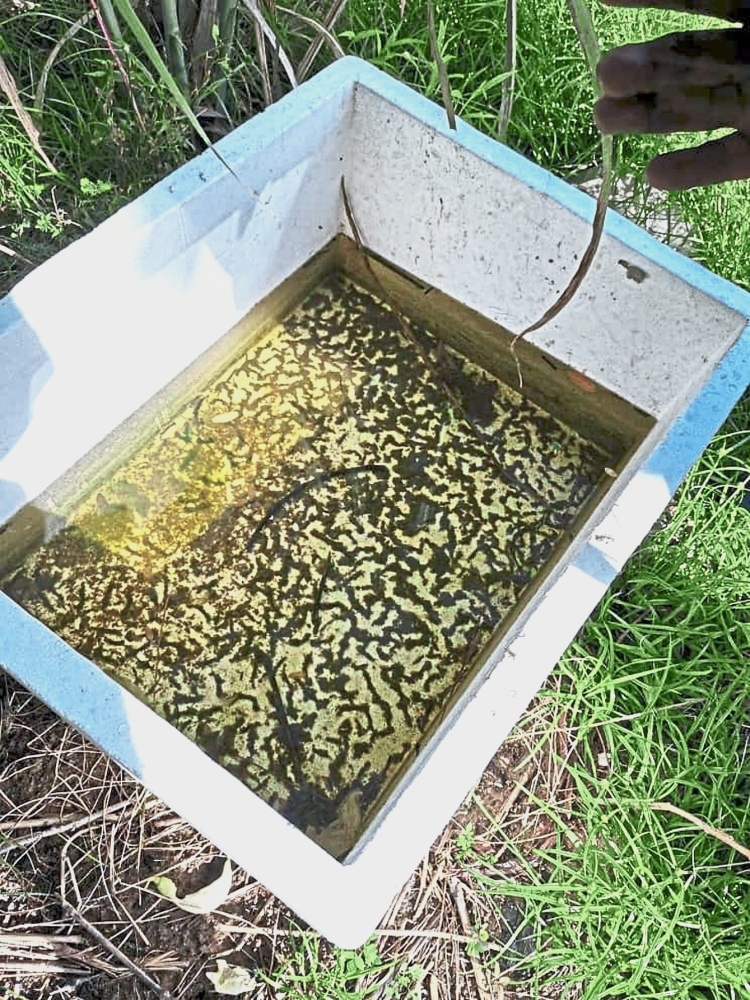 Fighting dengue together | The Star