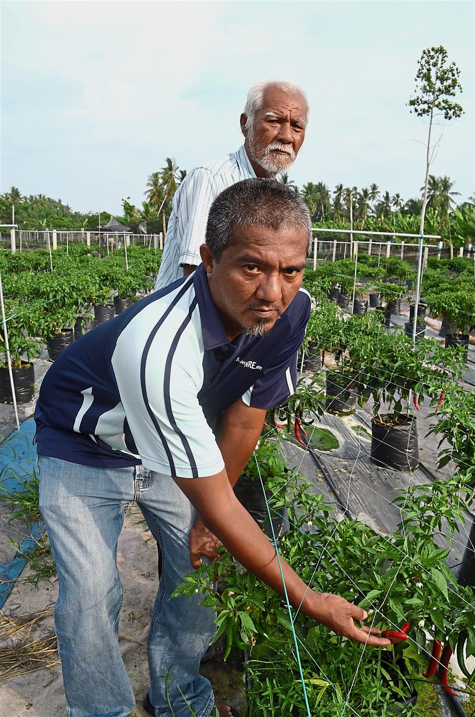 Campaign in Sabak Bernam targets farmers, fishermen | The Star