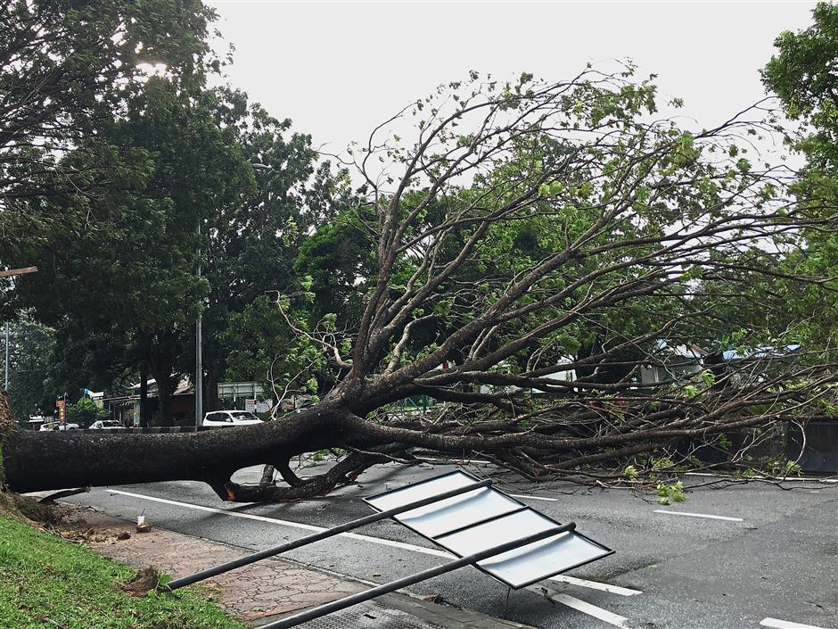 Creating art out of uprooted trees | The Star