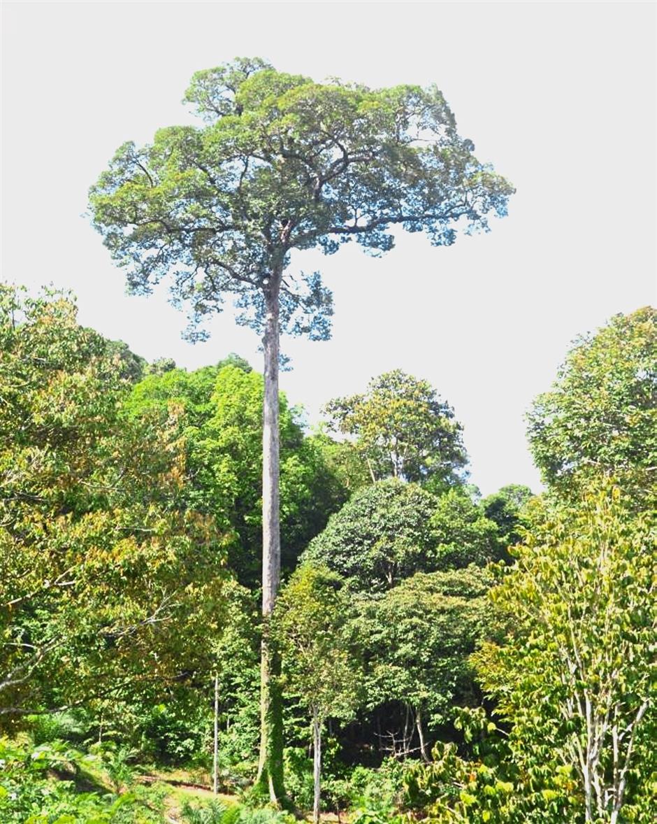 Durian tree is Sabah’s new attraction | The Star