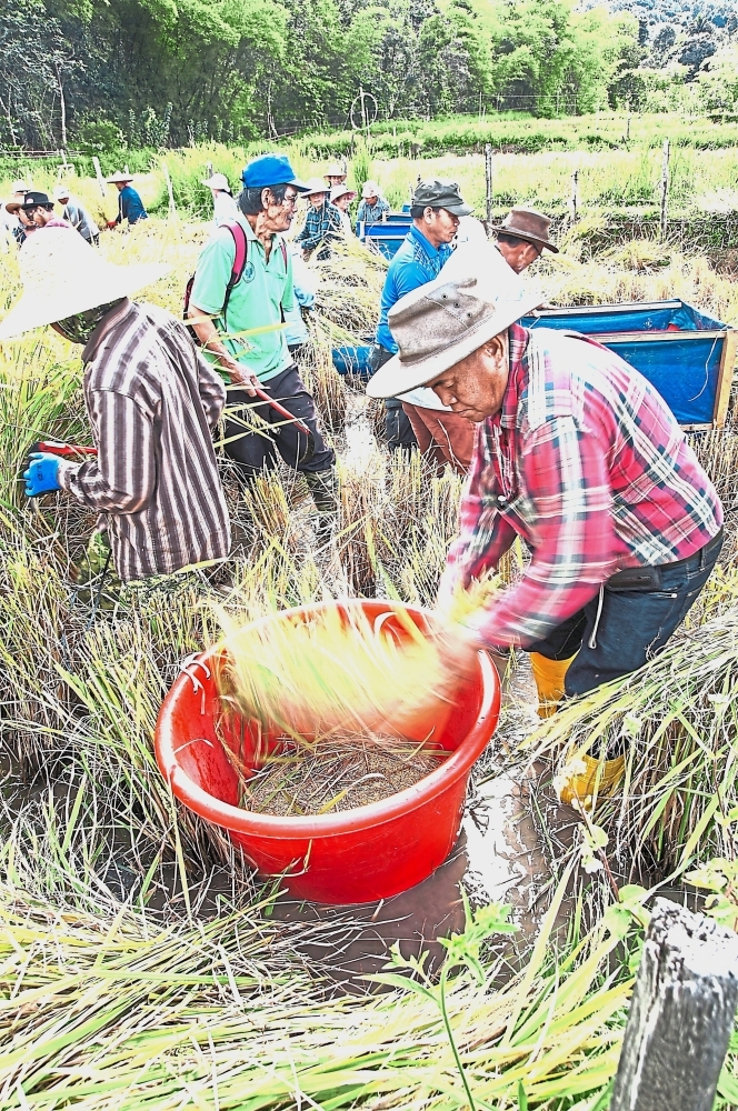 Green touch to rice production | The Star