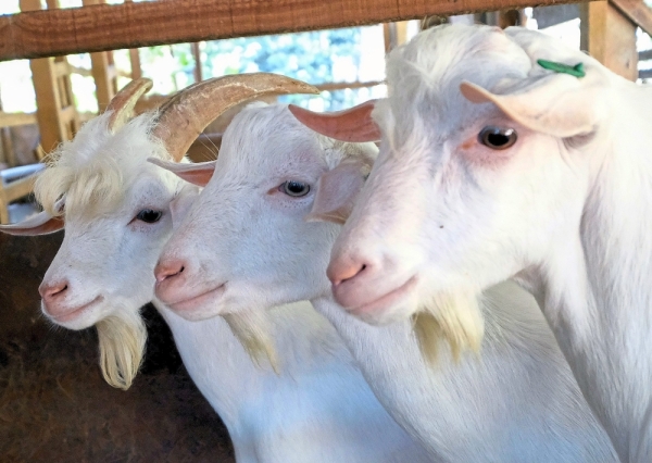 Handsome goat the star of Enggor farm | The Star Online