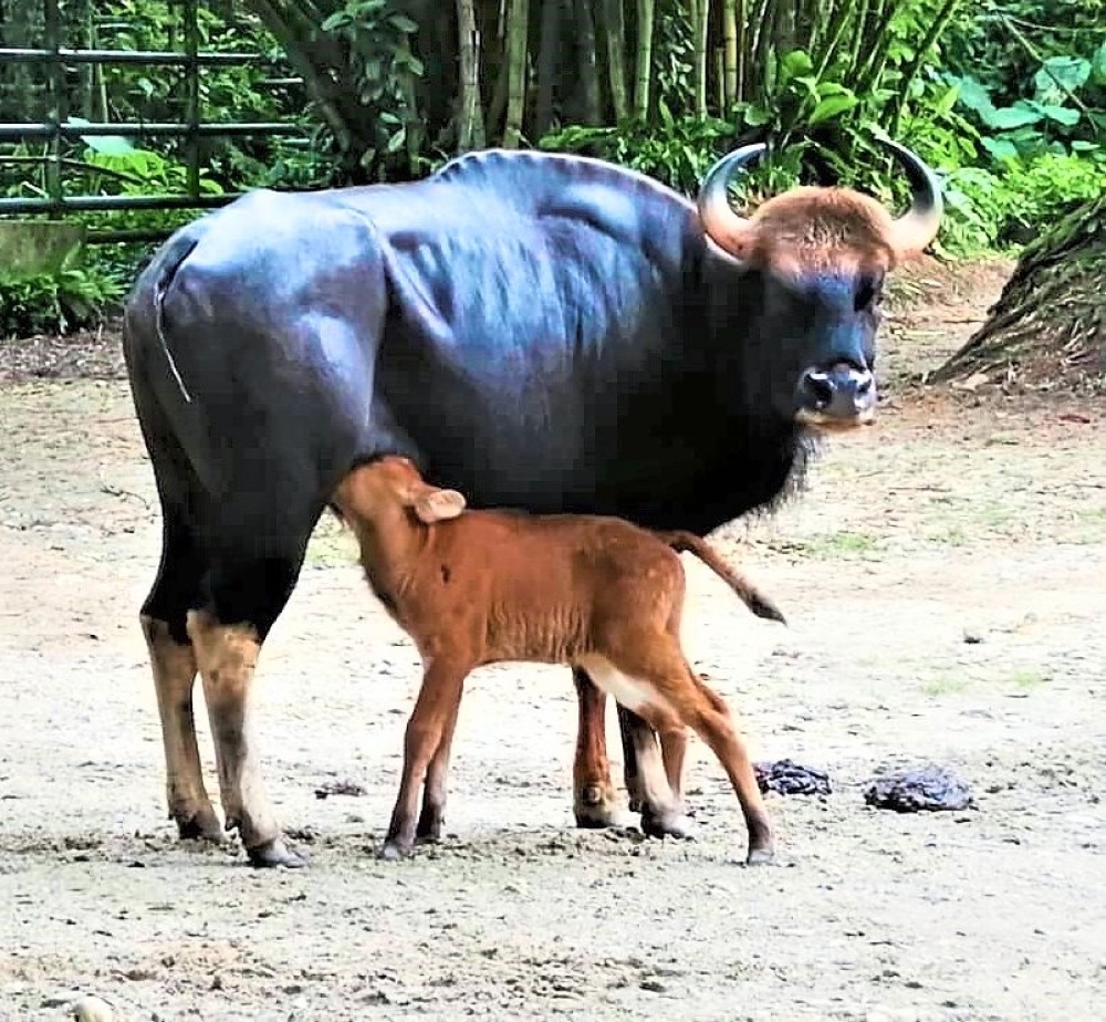 Taiping Zoo welcomes young zebra and gaur | The Star