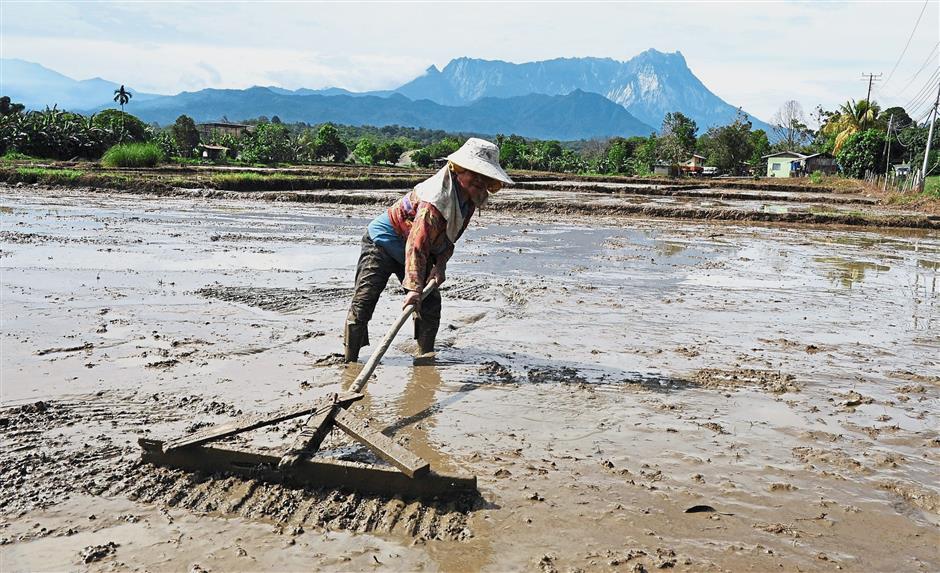 Sabah to build rice cultivation infrastructure | The Star Online