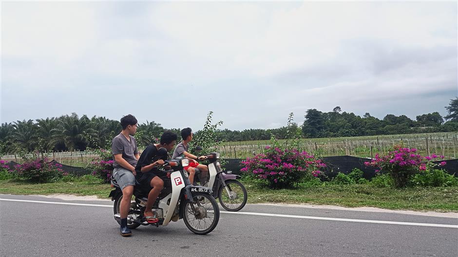 Young farmers return to their roots | The Star