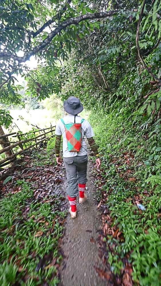 Harvesting an adventure in Long Semadoh | The Star