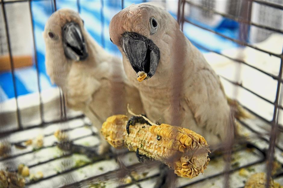 Hundreds of wild animals saved | The Star