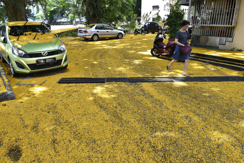 Autumn in Penang? Bright yellow angsana in full bloom | The Star