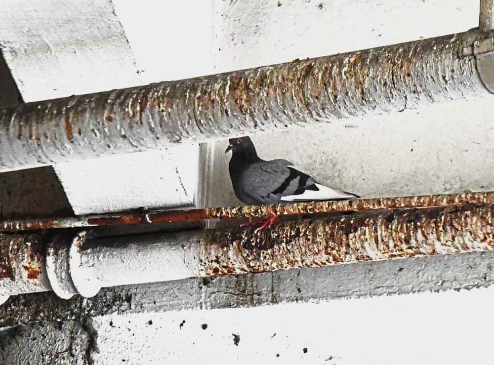 Simple device to deflect birds | The Star