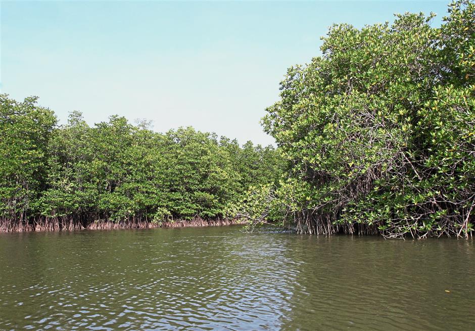 Setiu Wetlands development in good hands | The Star