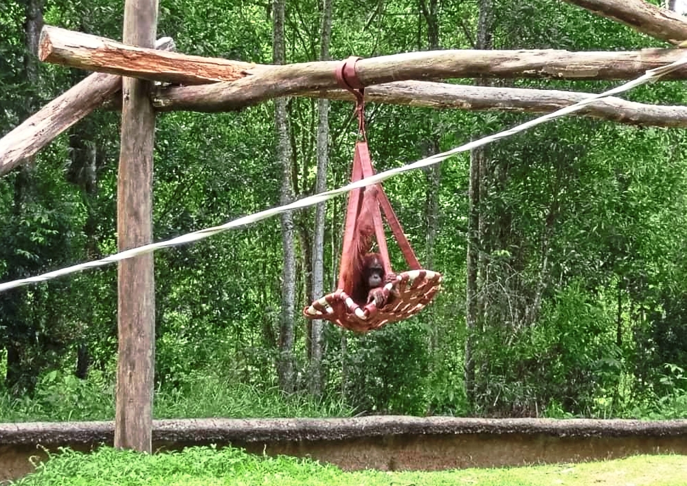 Improved conditions for neglected apes | The Star