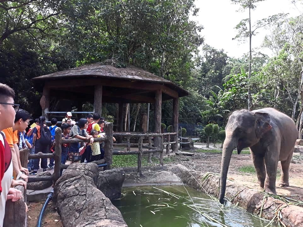 Wildlife explorer programme for kids | The Star