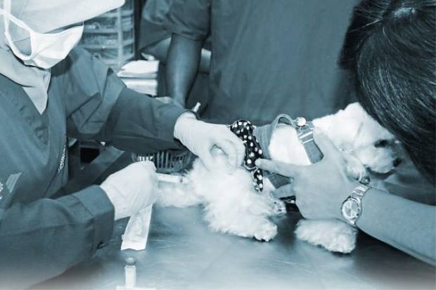 Rabies victim dies in Kuching, death toll rises to 17 | The Star Online