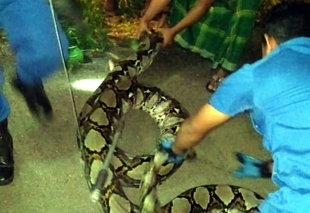 Whopper 100kg python caught in Kedah | The Star
