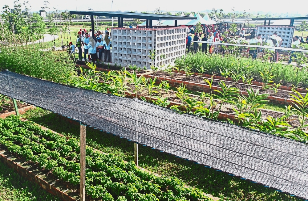 A garden to grow their own produce | The Star