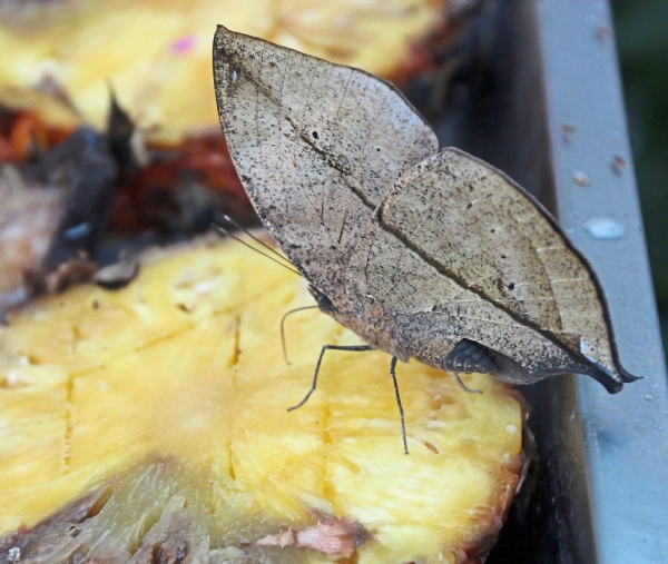 Fluttering into new national record | The Star