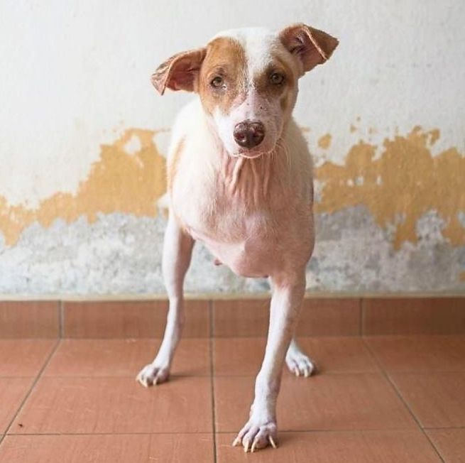 Give disabled dogs a chance at life | The Star