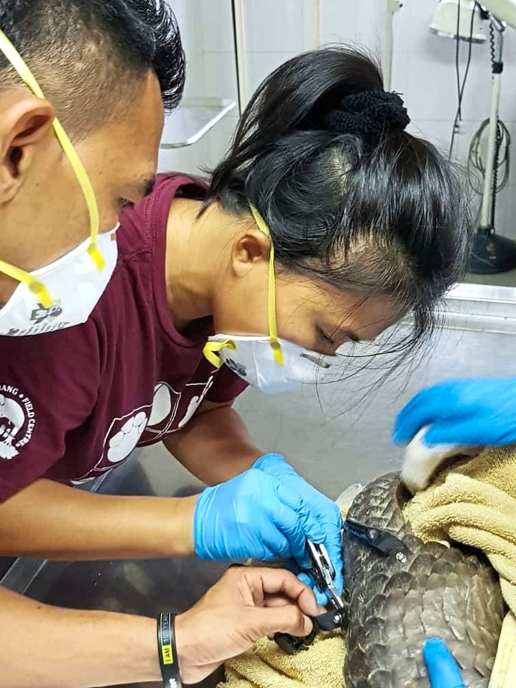 Plans to conserve pangolins with proposed sanctuary | The Star
