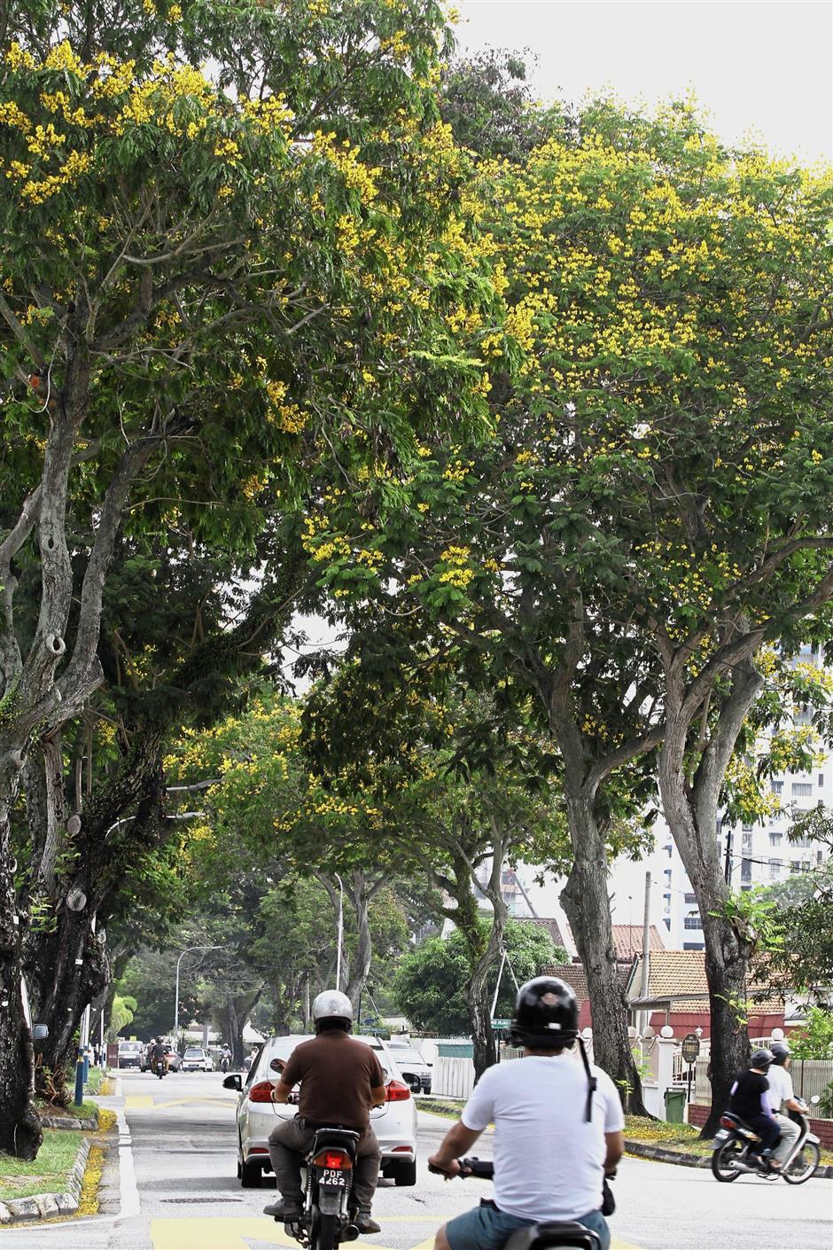 Bright yellow and in full bloom | The Star