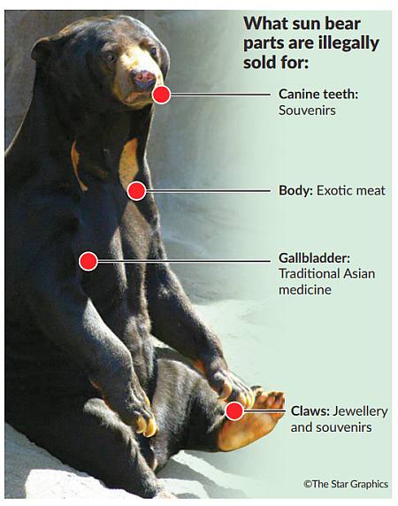 Why poachers love to target sun bears | The Star