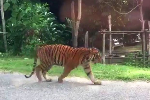 Captured tiger found roaming in Dungun dies | The Star Online