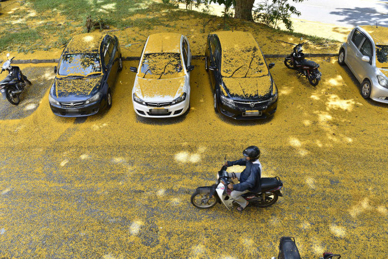 Autumn in Penang? Bright yellow angsana in full bloom | The Star