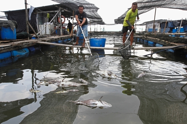 Serious water pollution in Penang | The Star