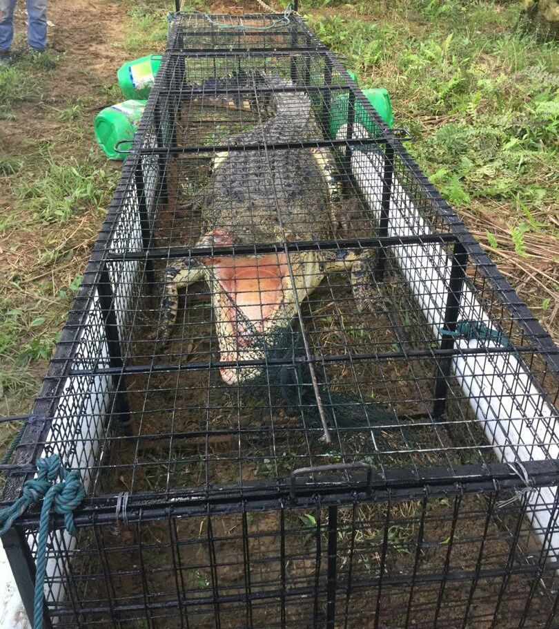 500kg killer croc caught in trap set up by Tawau wildlife officers ...