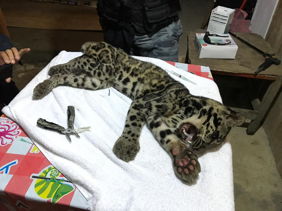 Juvenile clouded leopard successfully rescued in Ranau | The Star Online