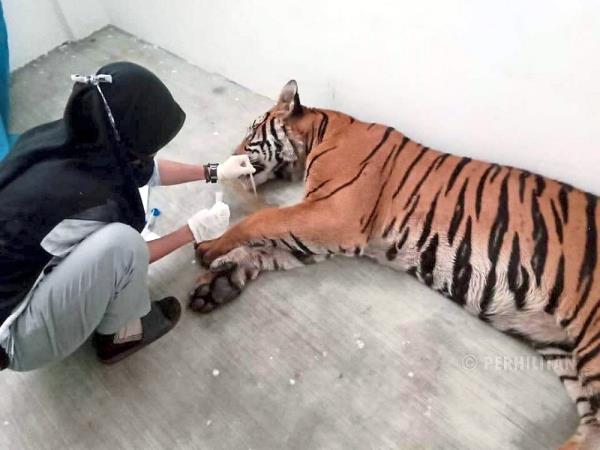 ‘Lost’ Malayan tiger is dead | The Star